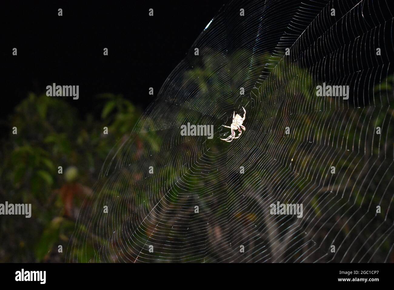 PORT STEPHENS, AUSTRALIA - Jan 15, 2017: A spider dangling from its web ...