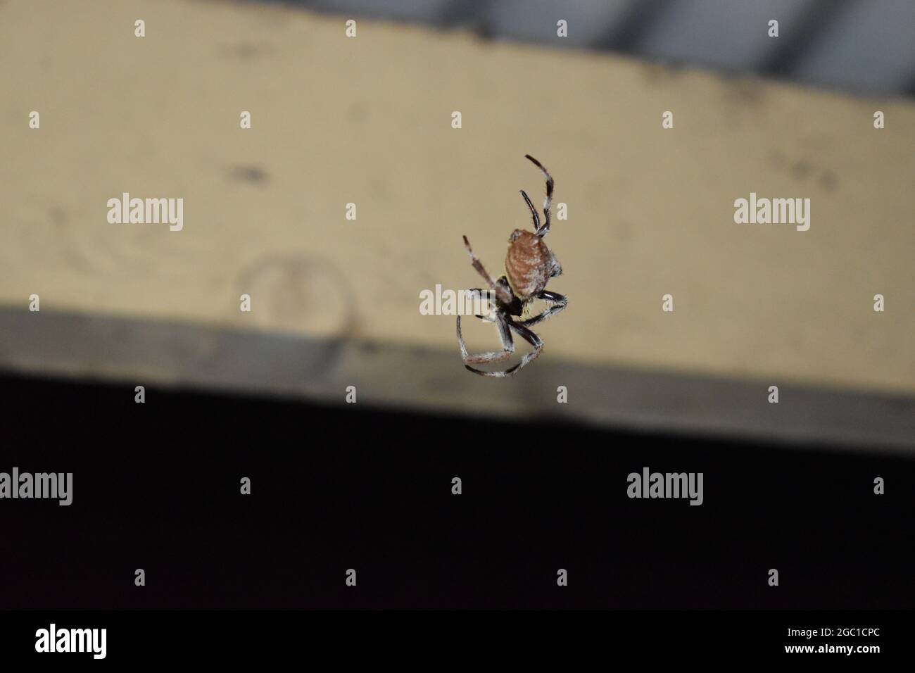 PORT STEPHENS, AUSTRALIA - Jan 15, 2017: A spider dangling from its web ...