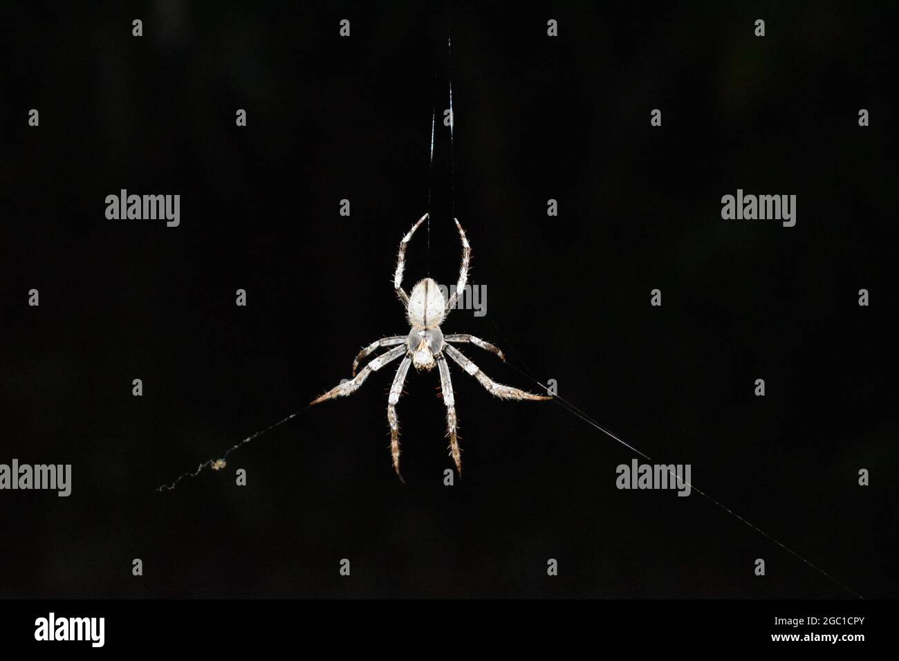 PORT STEPHENS, AUSTRALIA - Jan 15, 2017: A spider dangling from its web ...