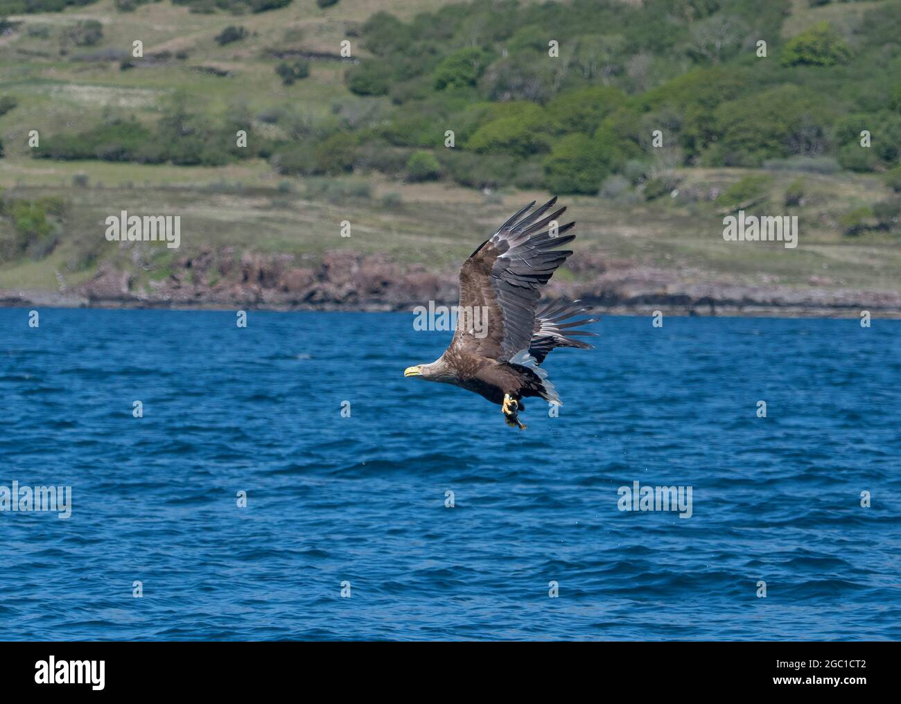 White-tailed Eagle, Haliaetus albicilla, catching fish, Isle of Mull ...