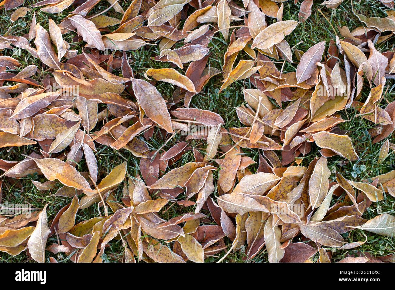 Frozen leaves on the ground hi-res stock photography and images - Alamy