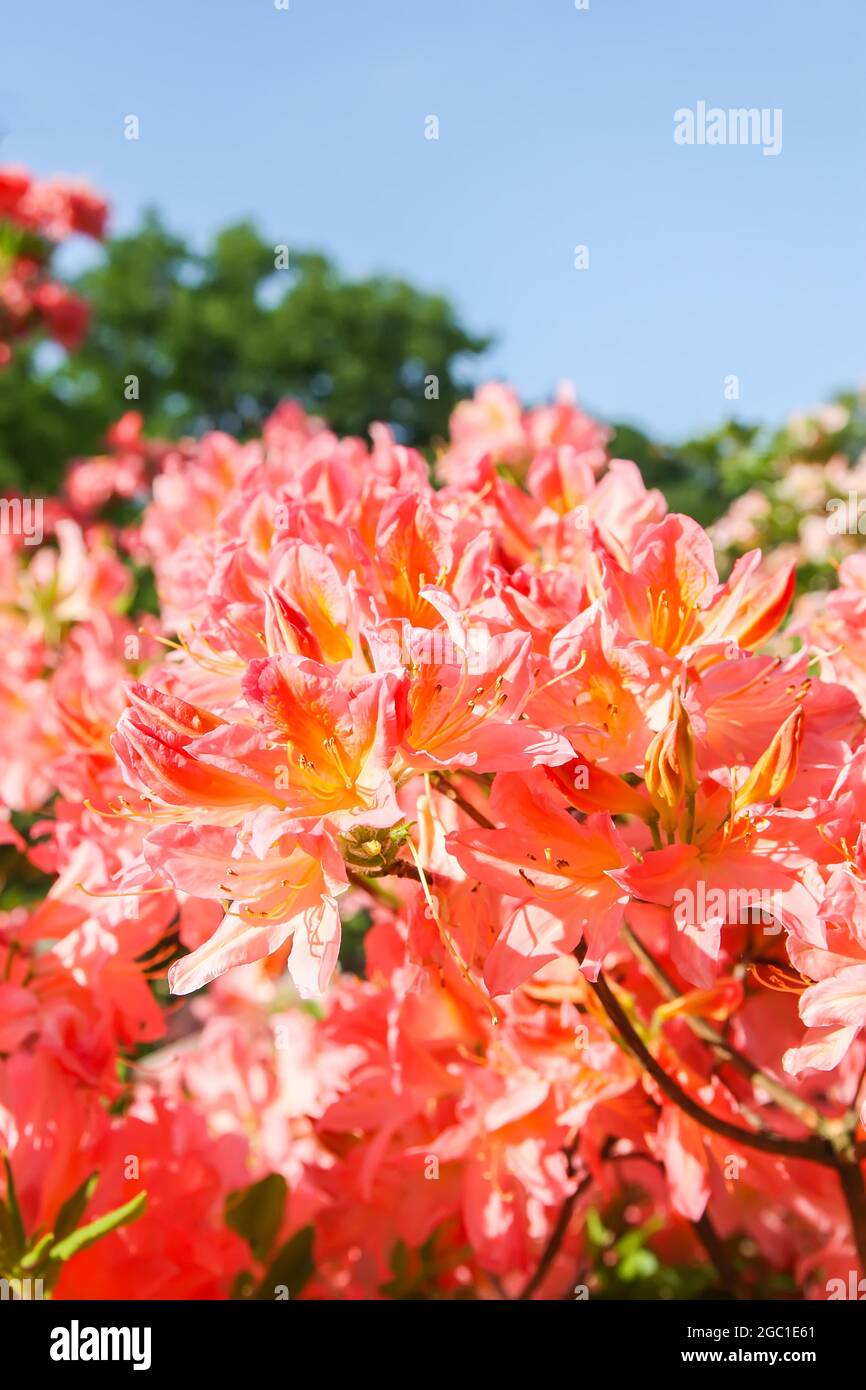 Rhododendron plant fragrant beautiful flowers blooming in spring park ...