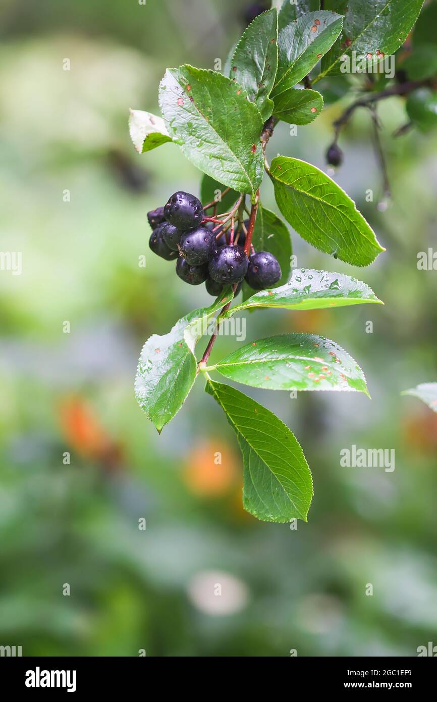 Black Chokeberry, Aronia melanocarpa plant in orchard with healthy black ripe berries Stock ...
