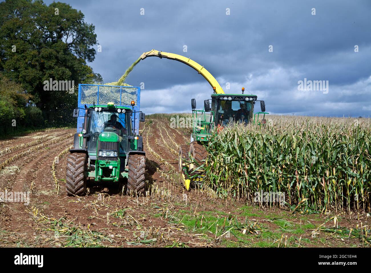 Harvesting the maize crop Stock Photo - Alamy