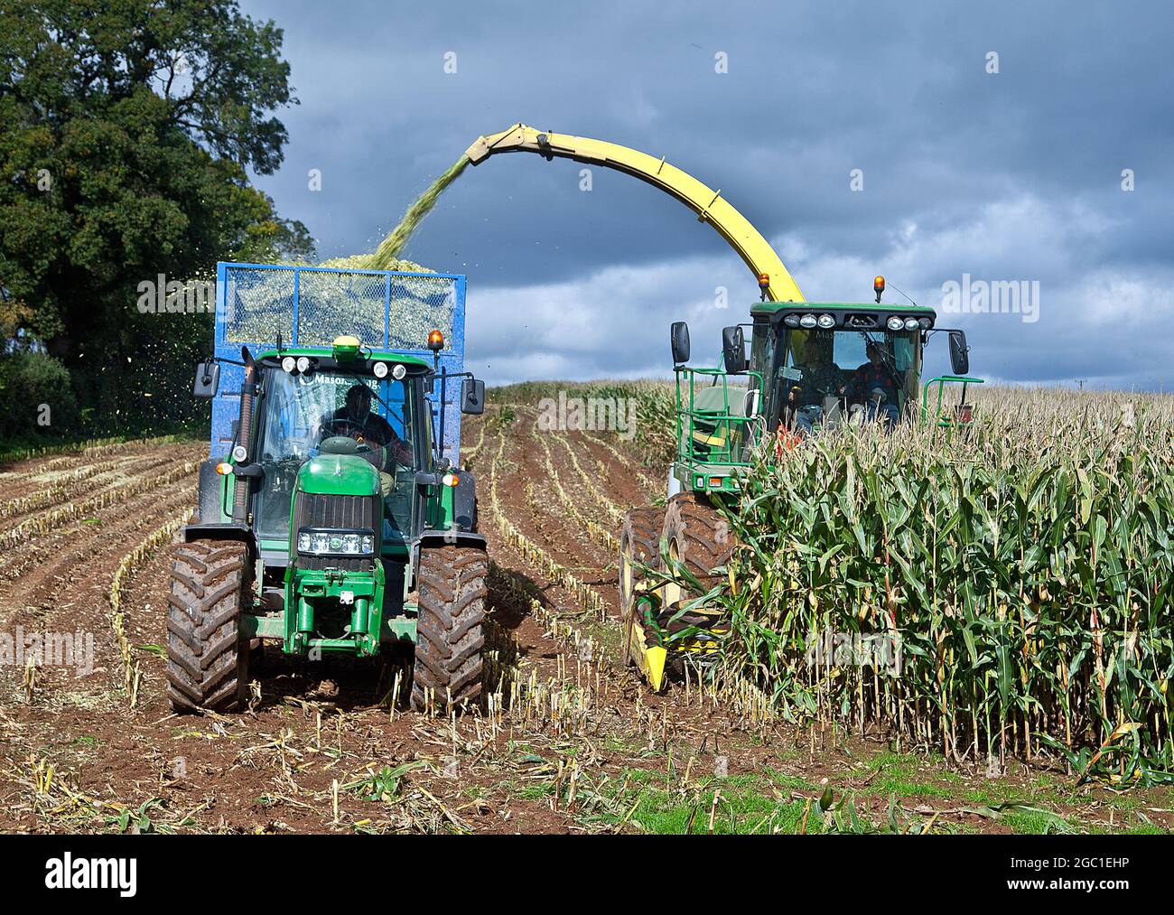 Harvesting the maize crop Stock Photo - Alamy