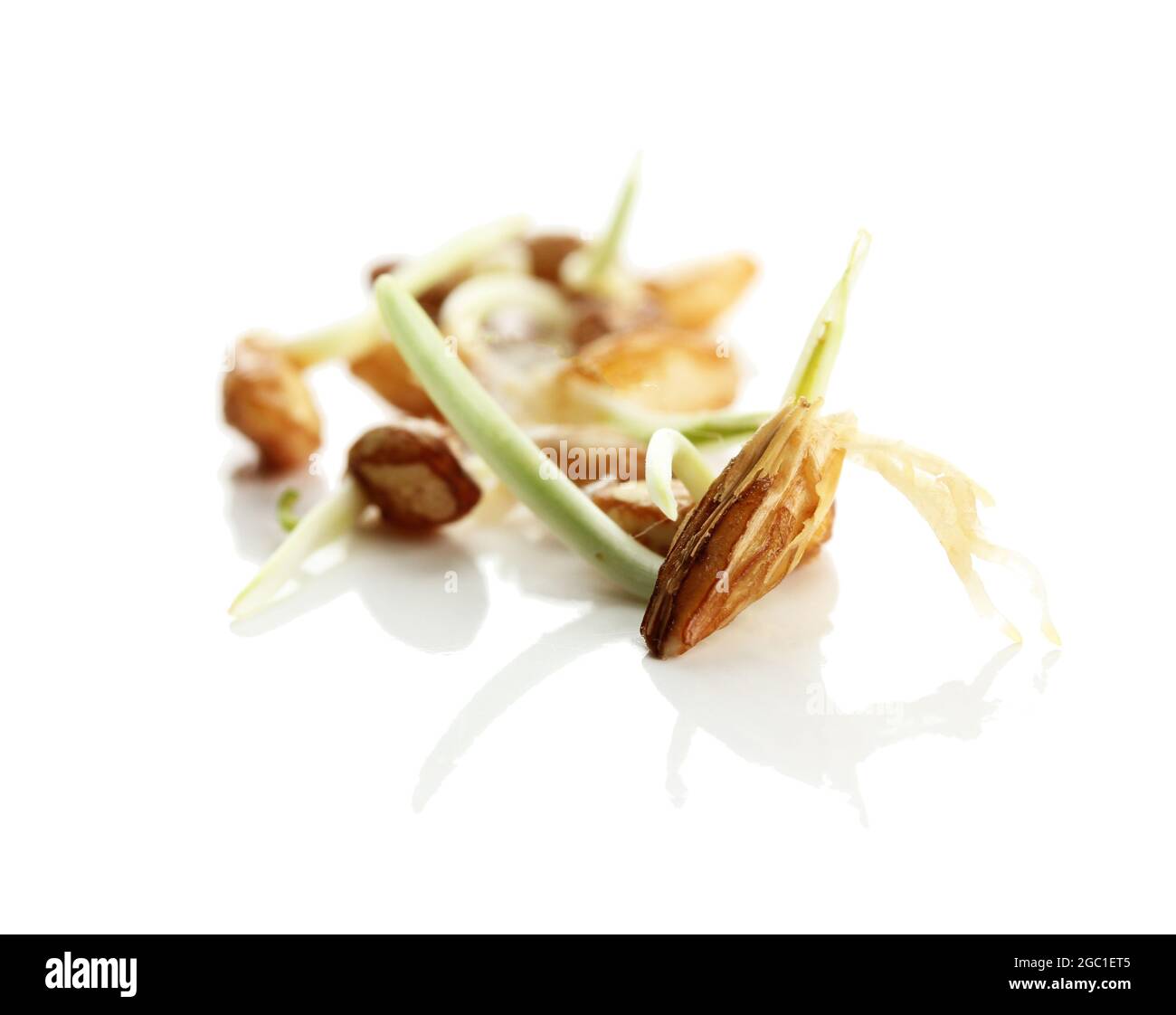 Wheat germs isolated on white Stock Photo - Alamy