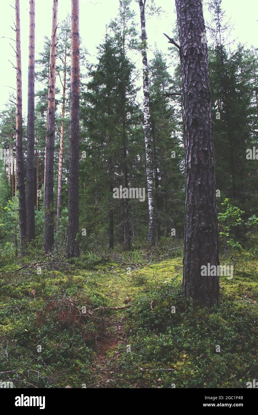 Beautiful spring landscape in Latvia, East Europe Stock Photo - Alamy