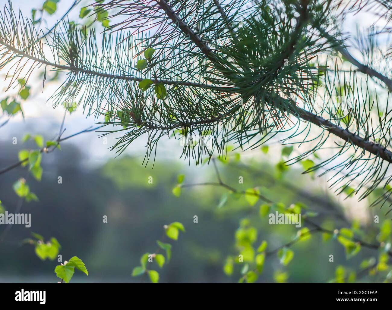 Spring landscape in the countryside Stock Photo - Alamy