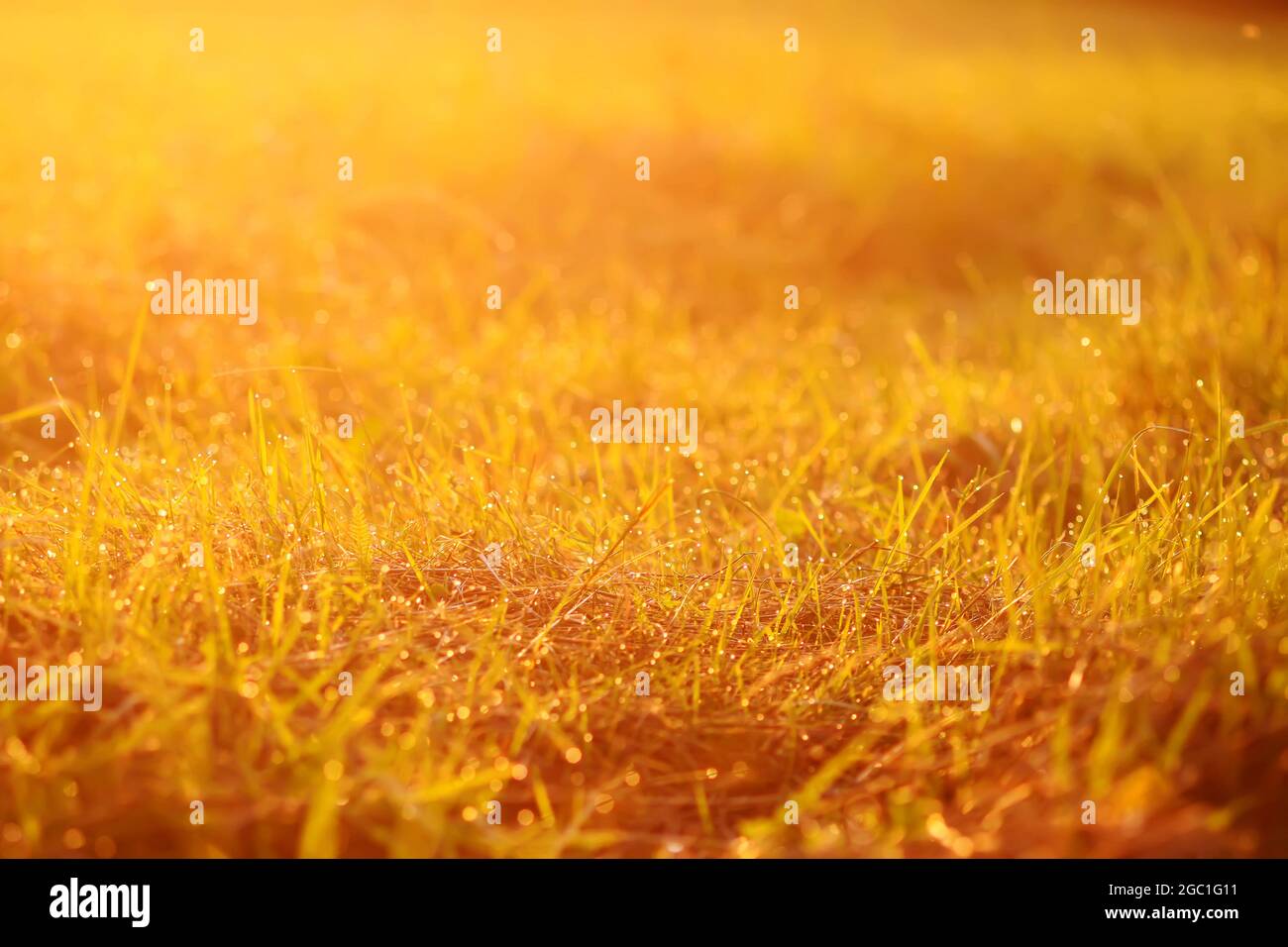 Fresh green grass with dew drops in the sunset golden soft sunshine ...