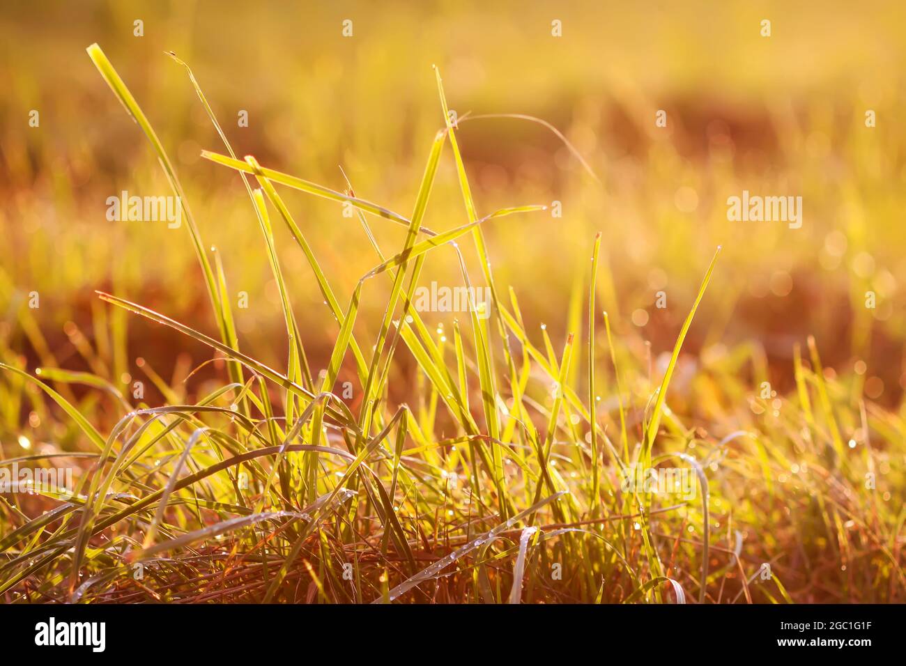 Fresh green grass with dew drops in the sunset golden soft sunshine ...