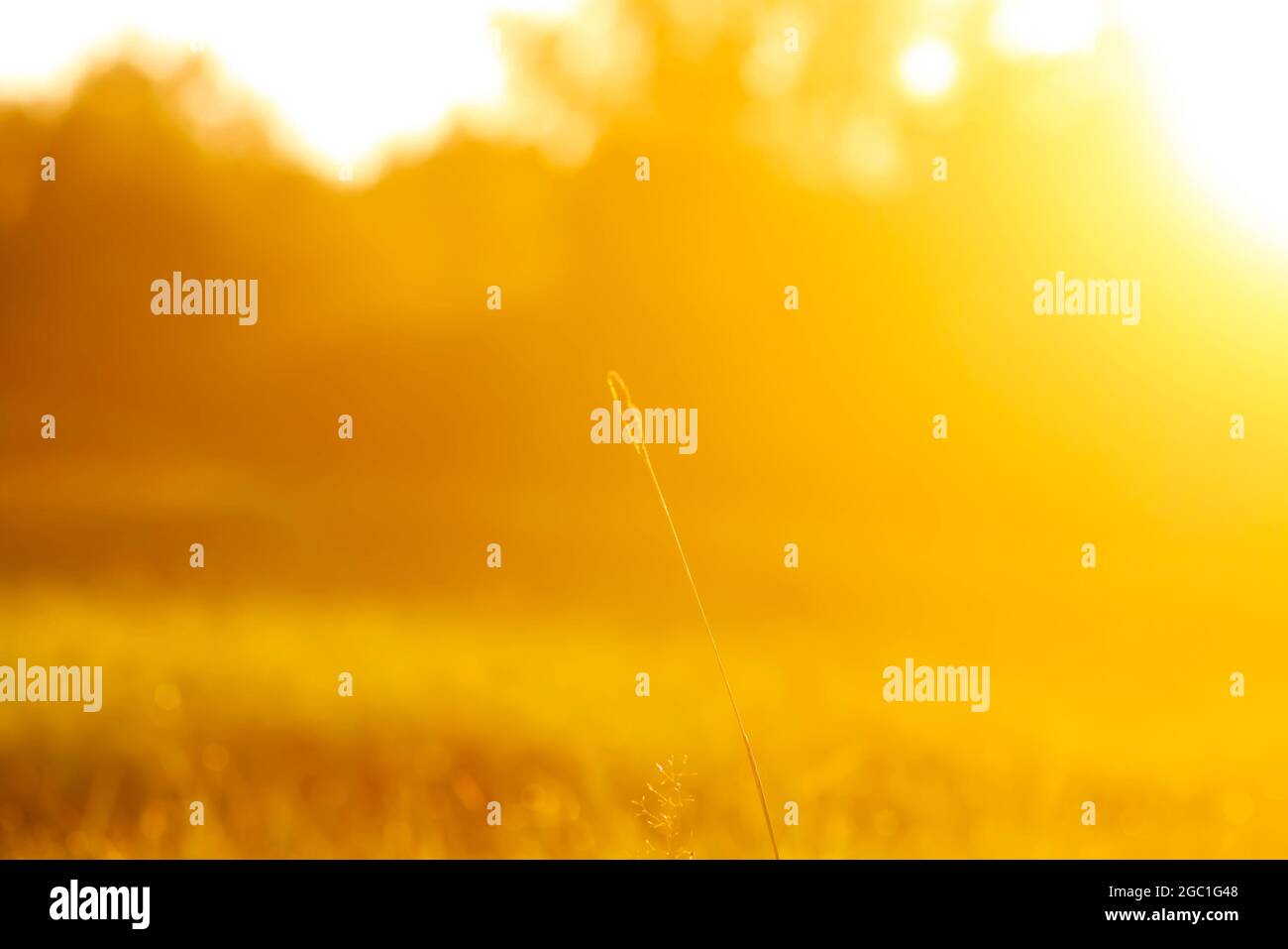 Fresh green grass with dew drops in the sunset golden soft sunshine ...