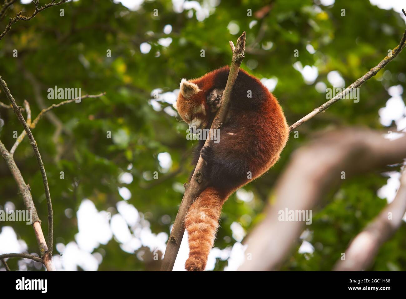 Red panda sit on a branch tree and looking down Stock Photo - Alamy