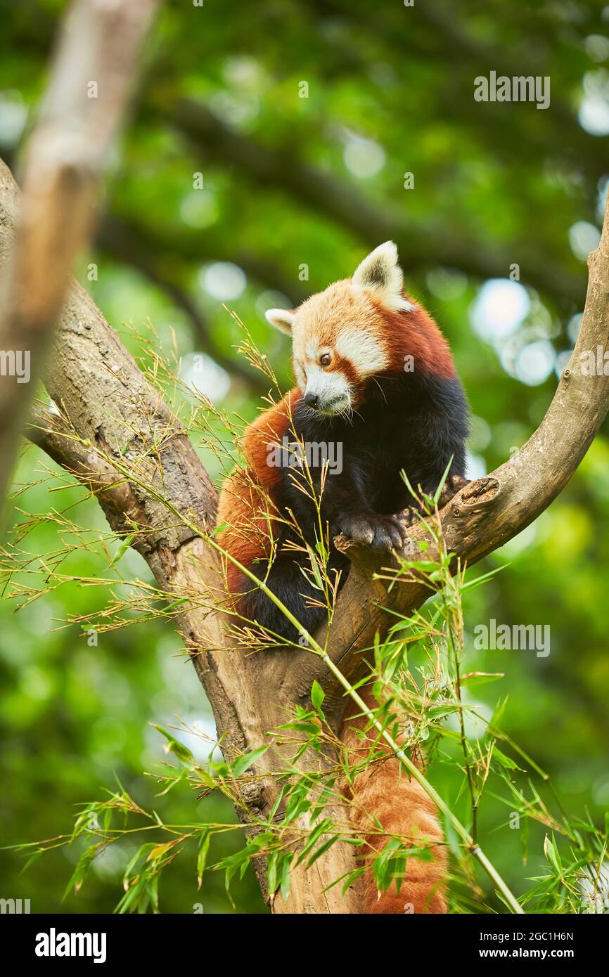 Red panda sit on a branch tree and looking down Stock Photo - Alamy