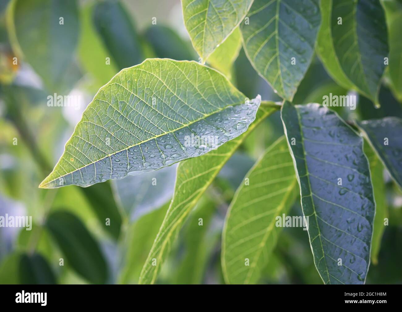 Green walnut tree young leaves close up Stock Photo - Alamy