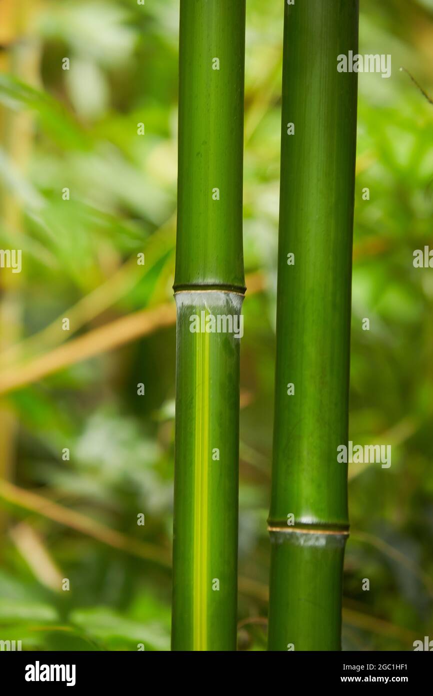Young bamboo tree with pretty green color with soft blur for background ...