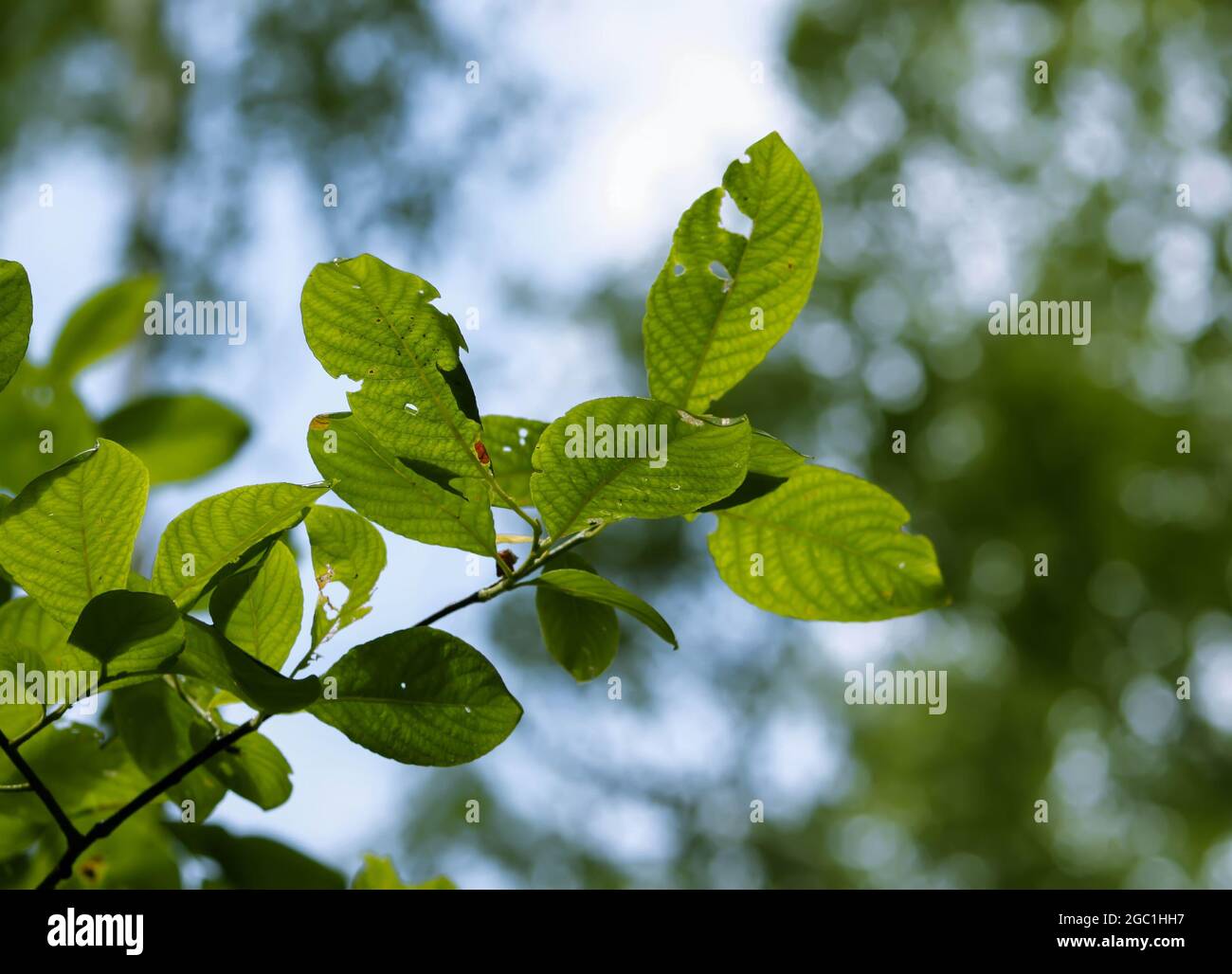 Greeen Tree High Resolution Stock Photography and Images - Alamy