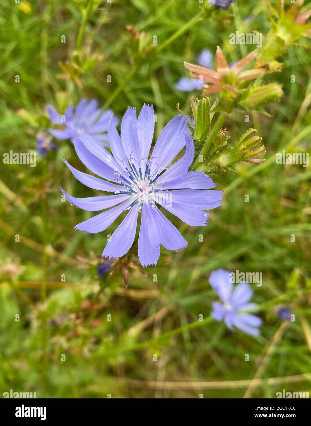 Chicory