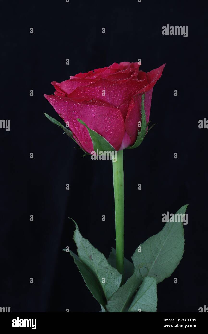 A single red Rose pictured against a black background Stock Photo - Alamy