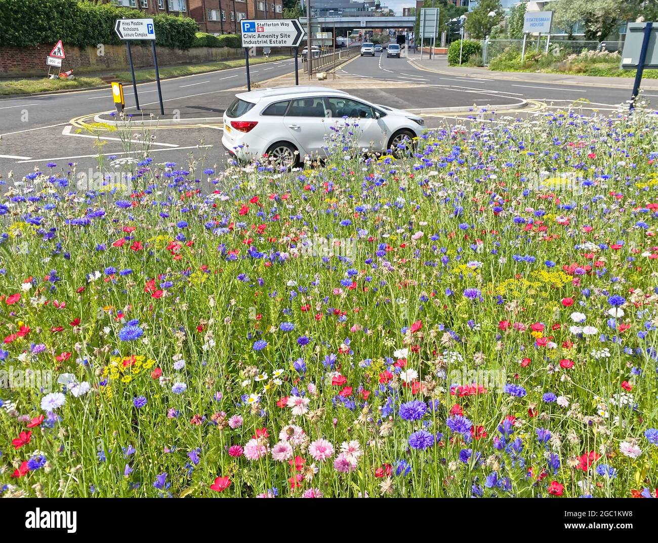 WILD FLOWERS ON A ROUNDABOUT in Maidenhead, Berkshire, Photo: Tony Gale ...