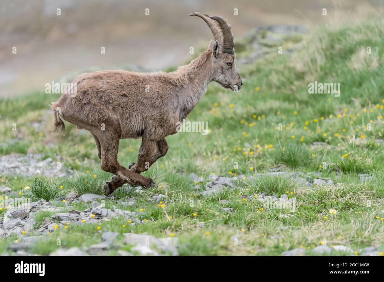 Alpine ibex running hi-res stock photography and images - Alamy