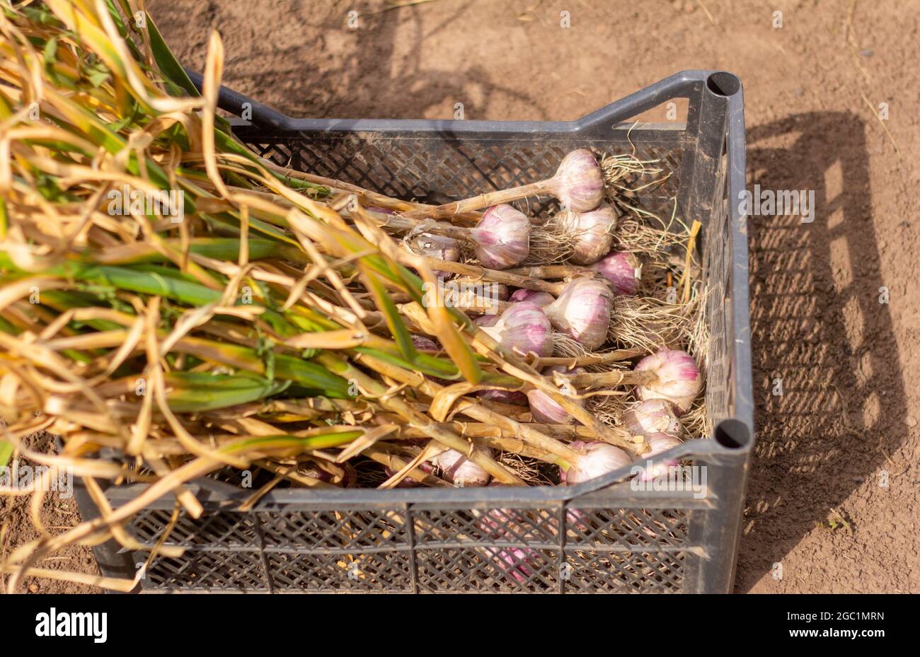 Fresh ripe garlic is lying in a box on the ground.Harvesting Stock ...