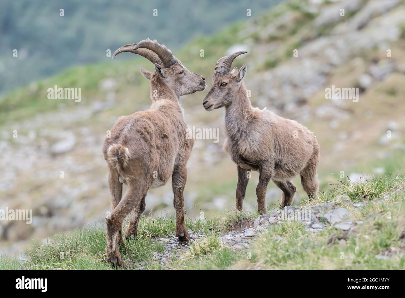 Male ibexes hi-res stock photography and images - Alamy