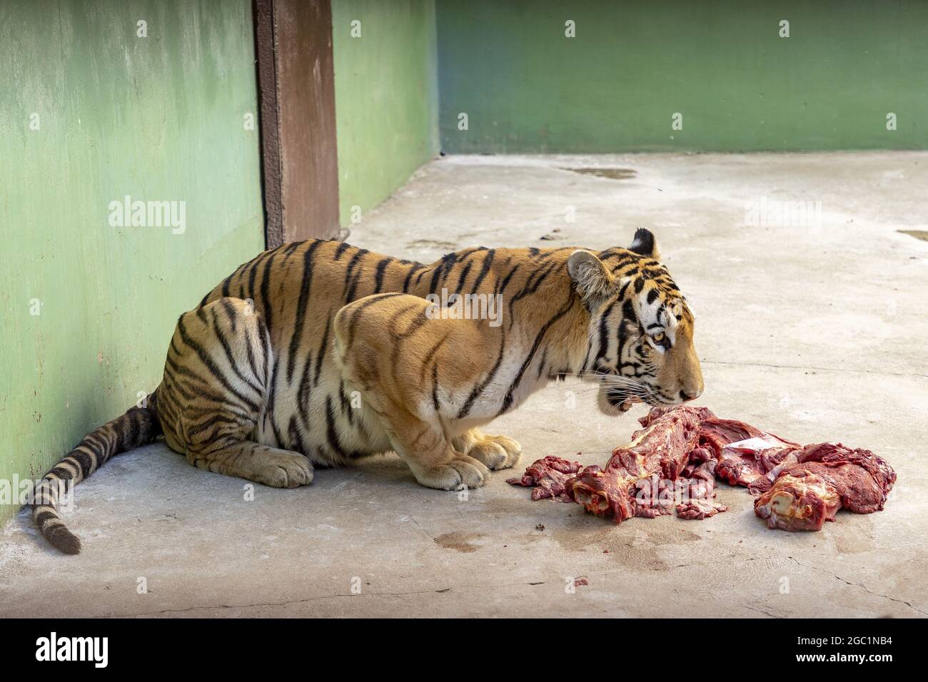 Tiger eating meat in its cage Stock Photo - Alamy