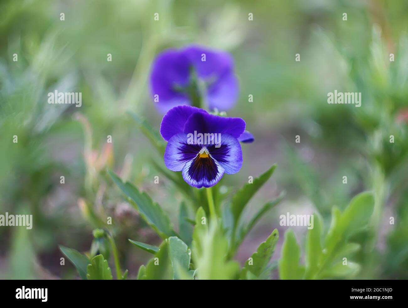 Beautiful pancy flower in the garden Stock Photo - Alamy