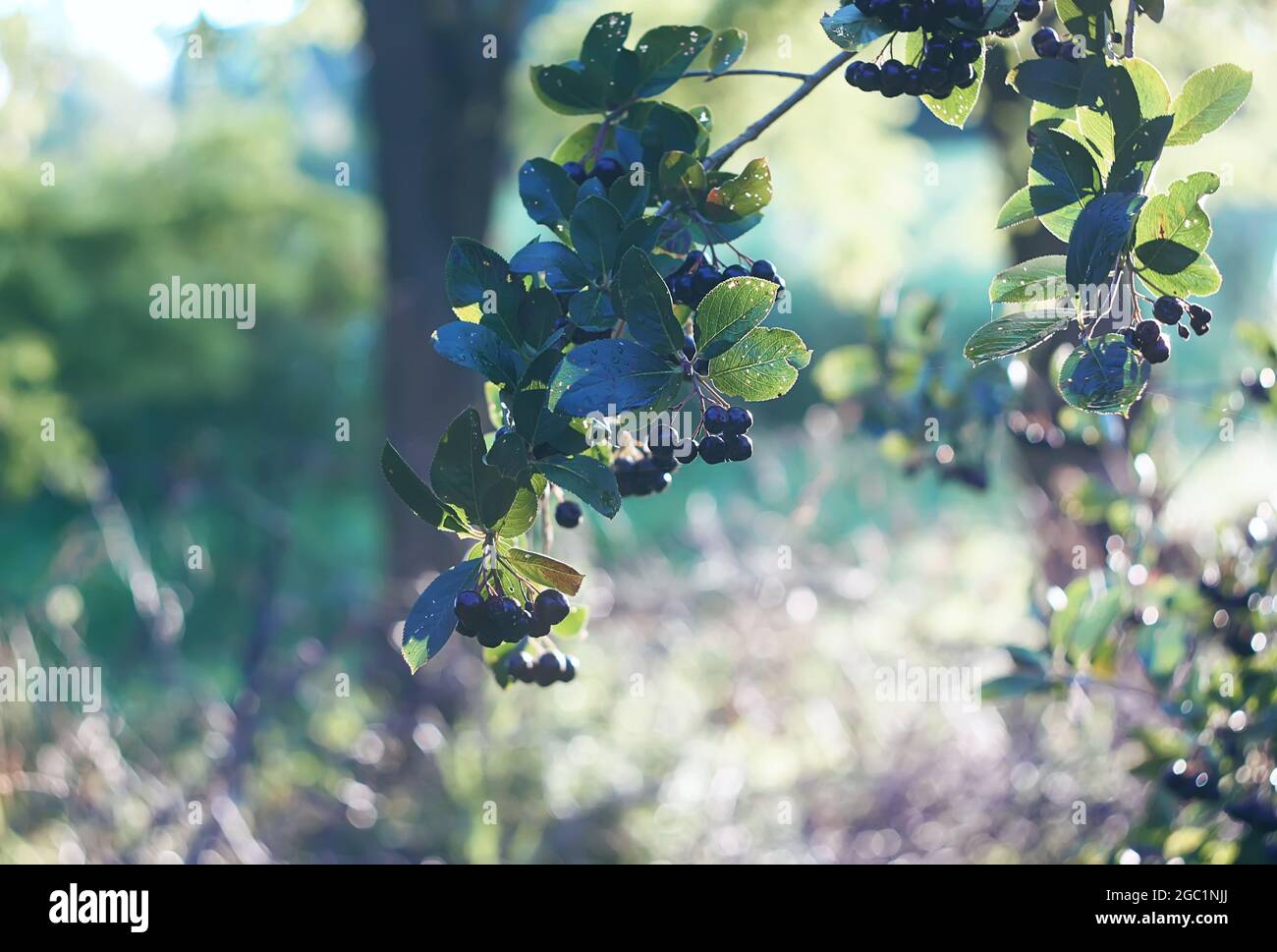 Ripe aronia black berries on the tree. Aronia melanocarpa plant Stock ...