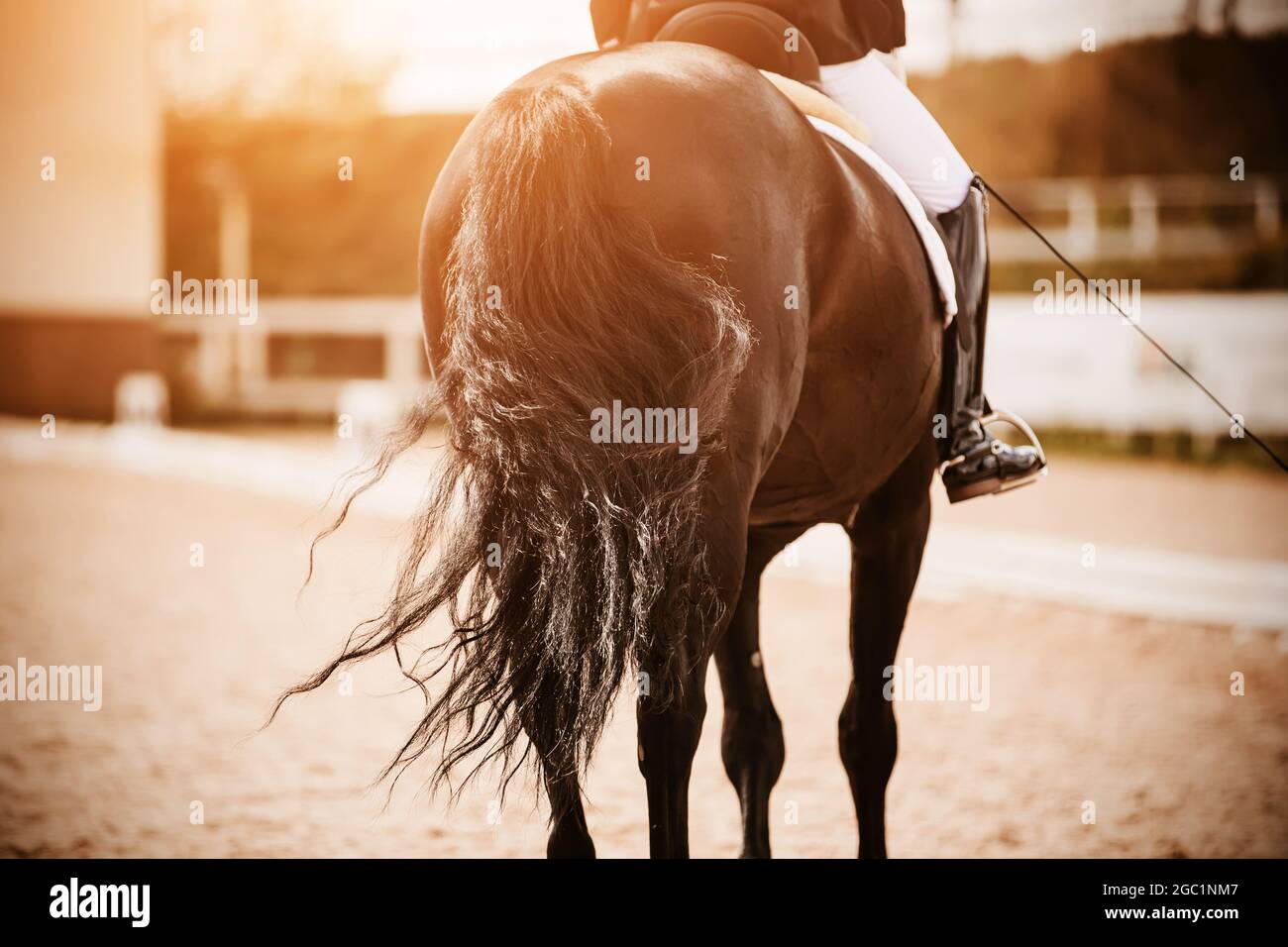A rear view of a black horse with a magnificent beautiful tail and a ...