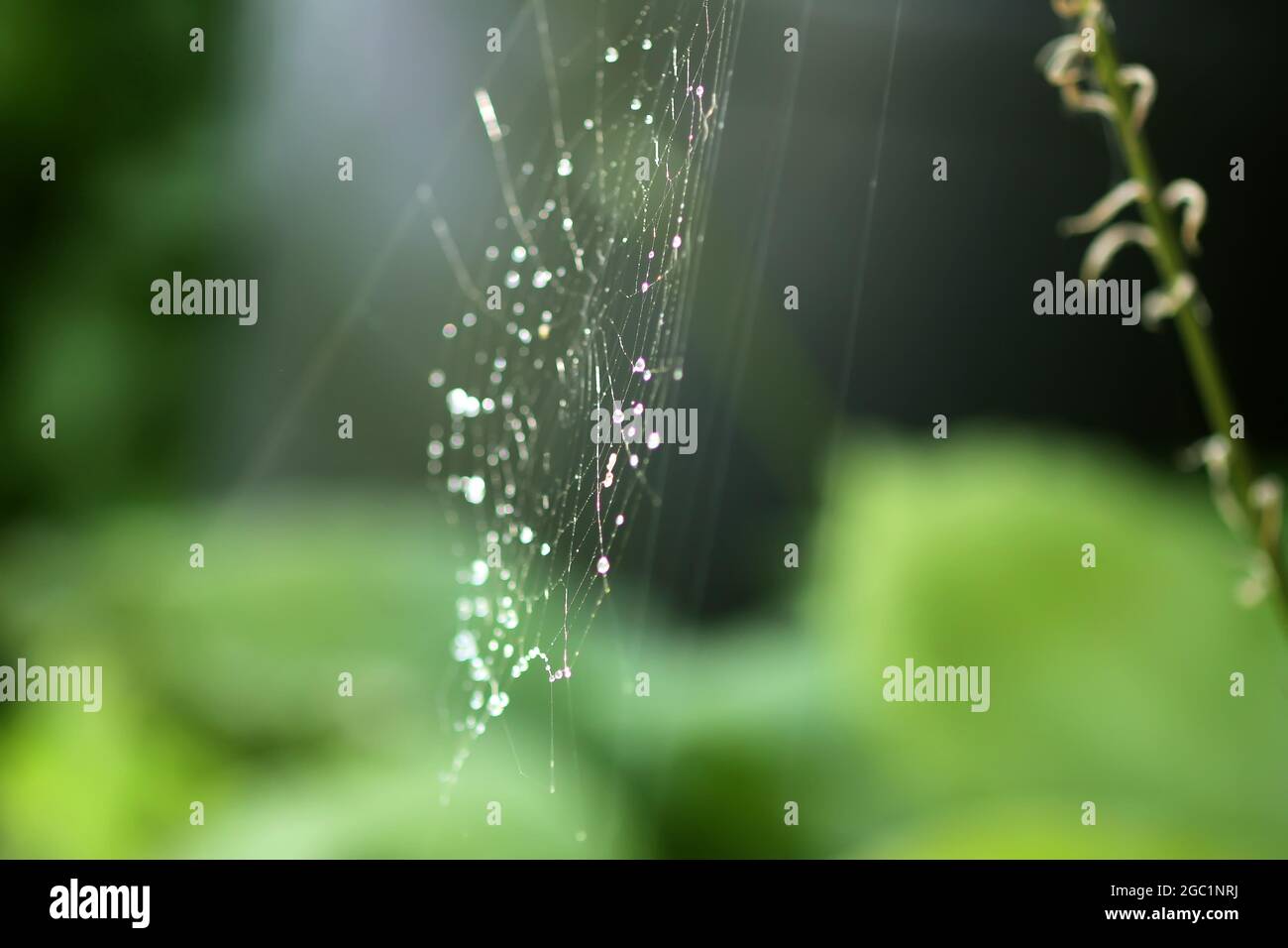 Wet spider web in rain drops. Summer nature details Stock Photo - Alamy