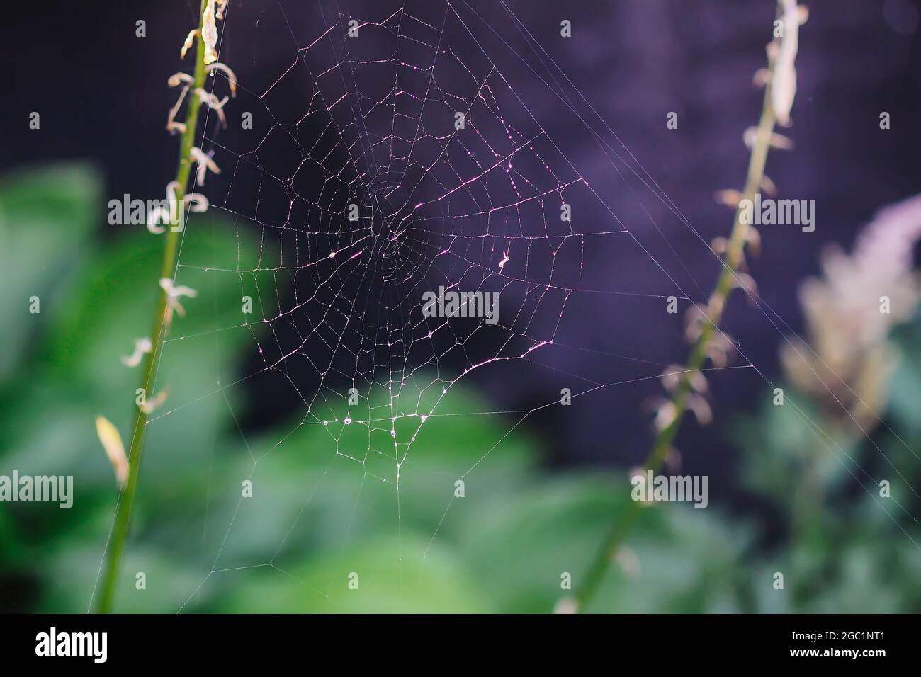 Wet spider web in rain drops. Summer nature details Stock Photo - Alamy