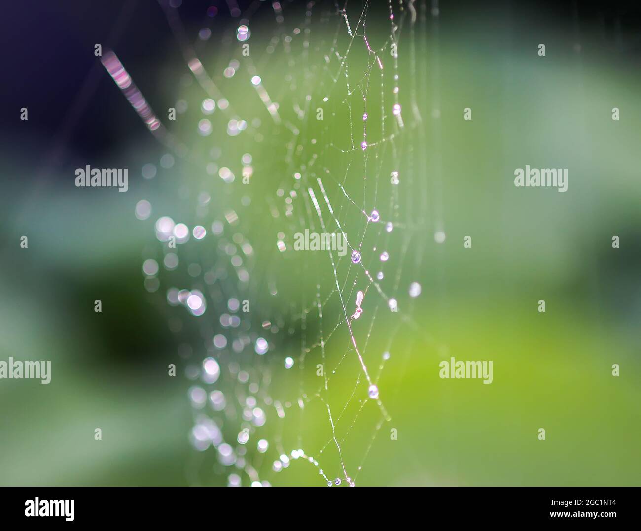Wet spider web in rain drops. Summer nature details Stock Photo - Alamy