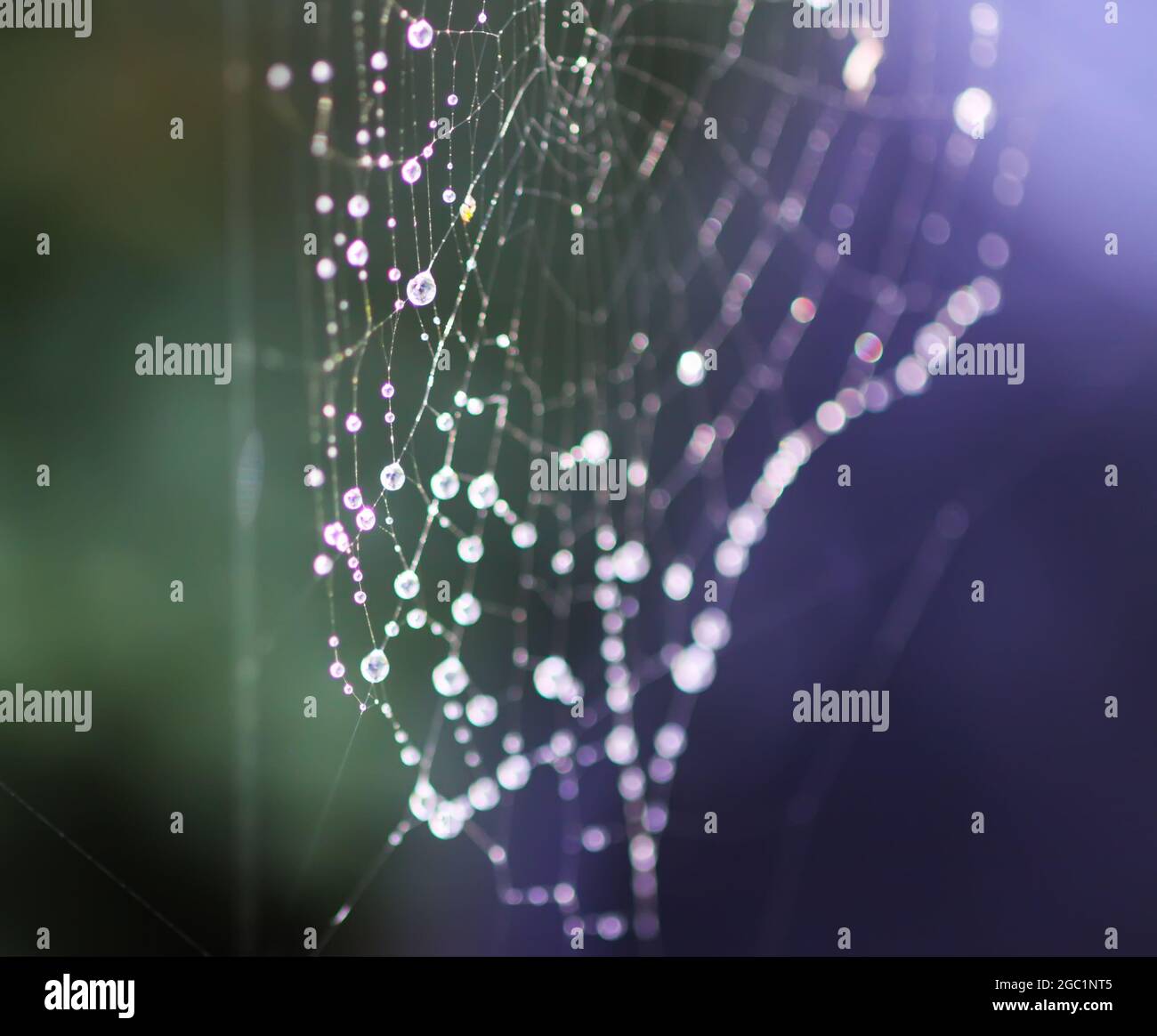 Wet spider web in rain drops. Summer nature details Stock Photo - Alamy