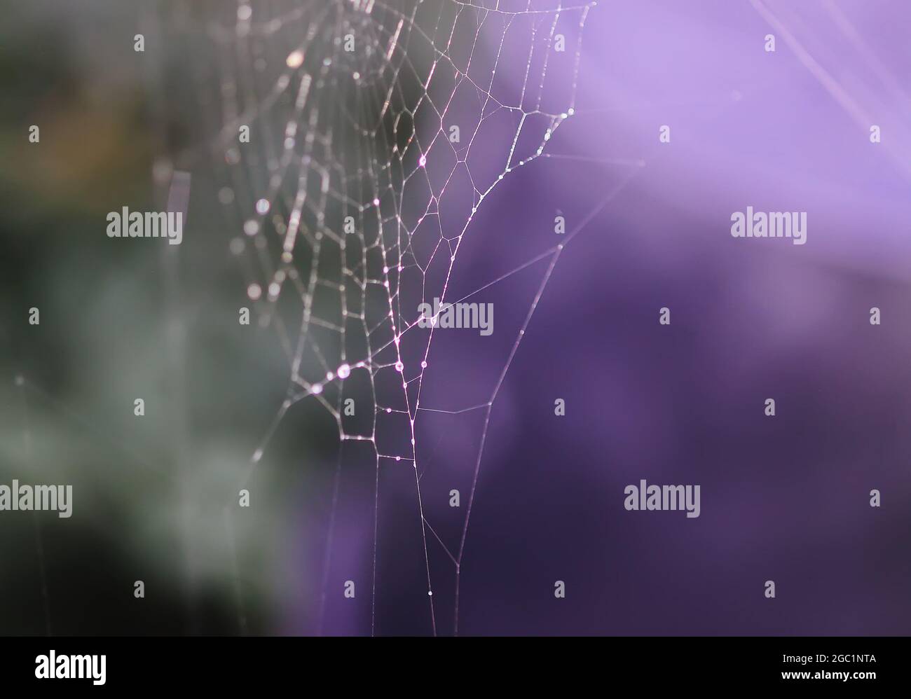 Wet spider web in rain drops. Summer nature details Stock Photo - Alamy
