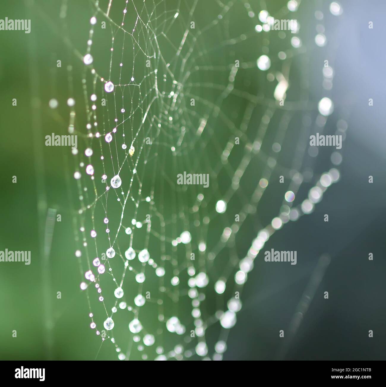 Wet spider web in rain drops. Summer nature details Stock Photo - Alamy