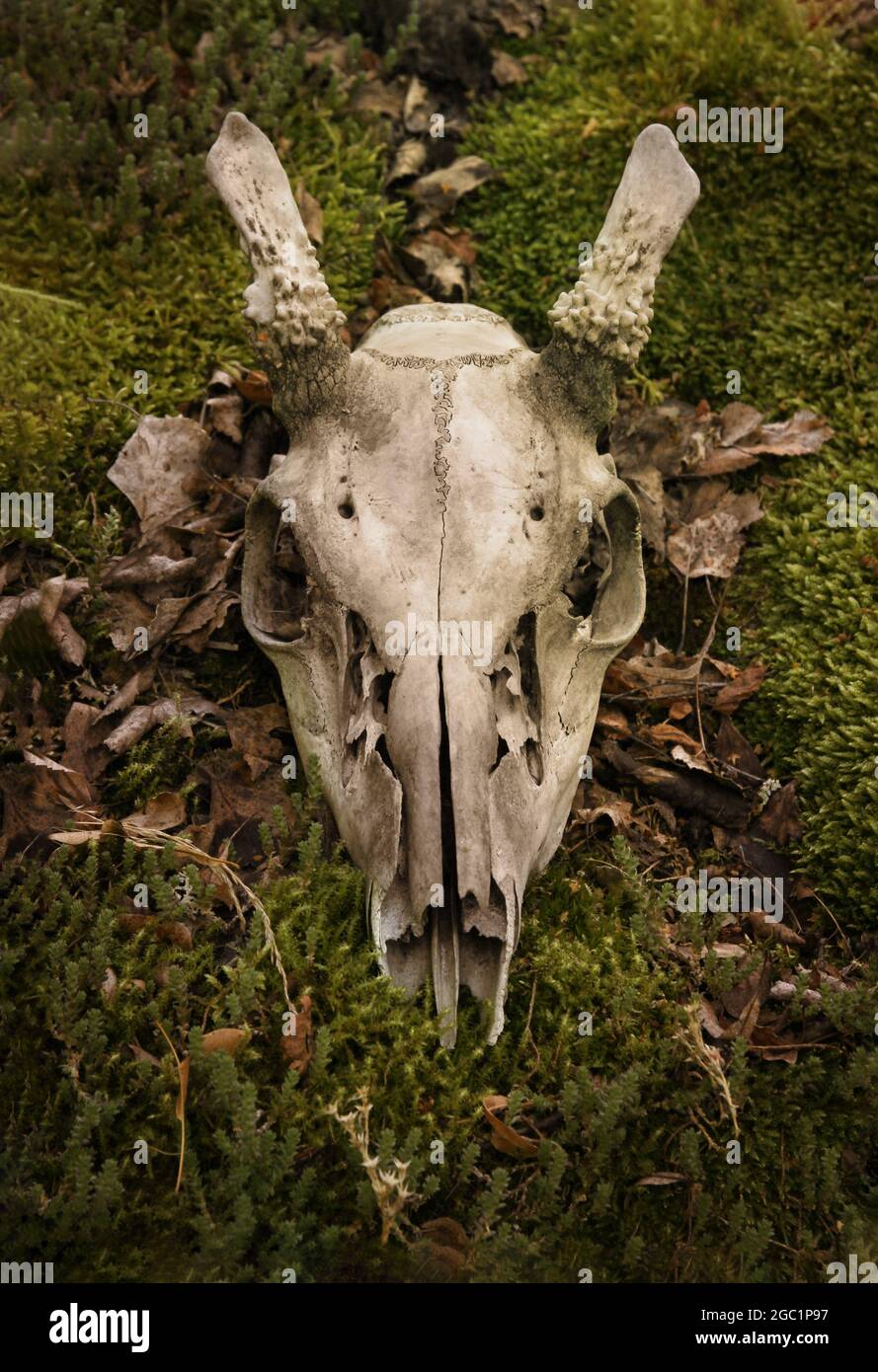 Old reindeer skull on dark autumn moss and leaves background Stock ...