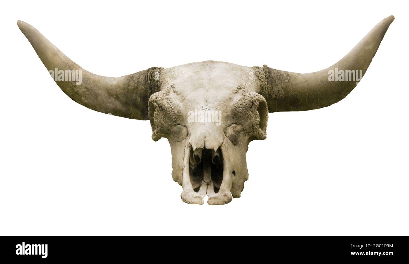 Bull skull with long horns, isolated on white background Stock Photo ...