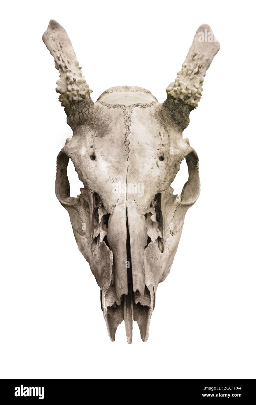 Old reindeer skull isolated on white background Stock Photo - Alamy