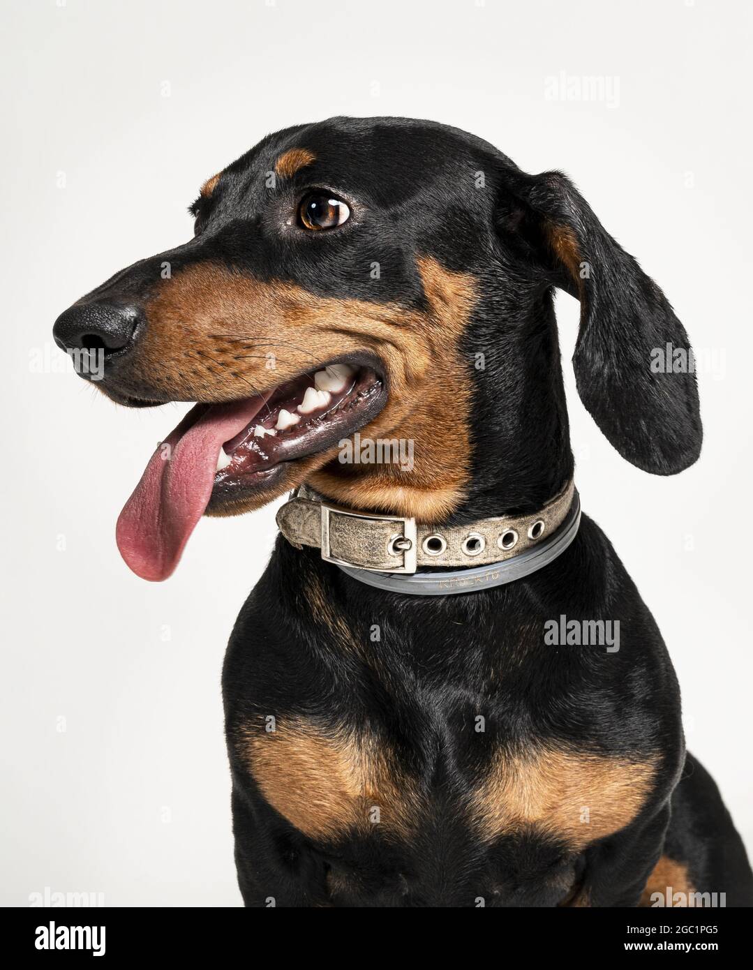 Rottweiler posing hi-res stock photography and images - Alamy