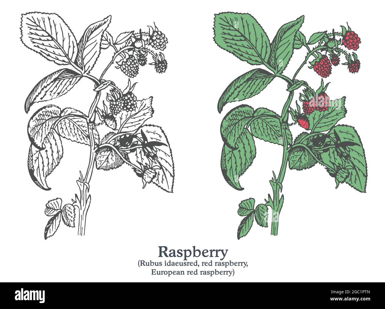 Raspberry. Colorful vector hand drawn plant. Vintage medicinal plant ...