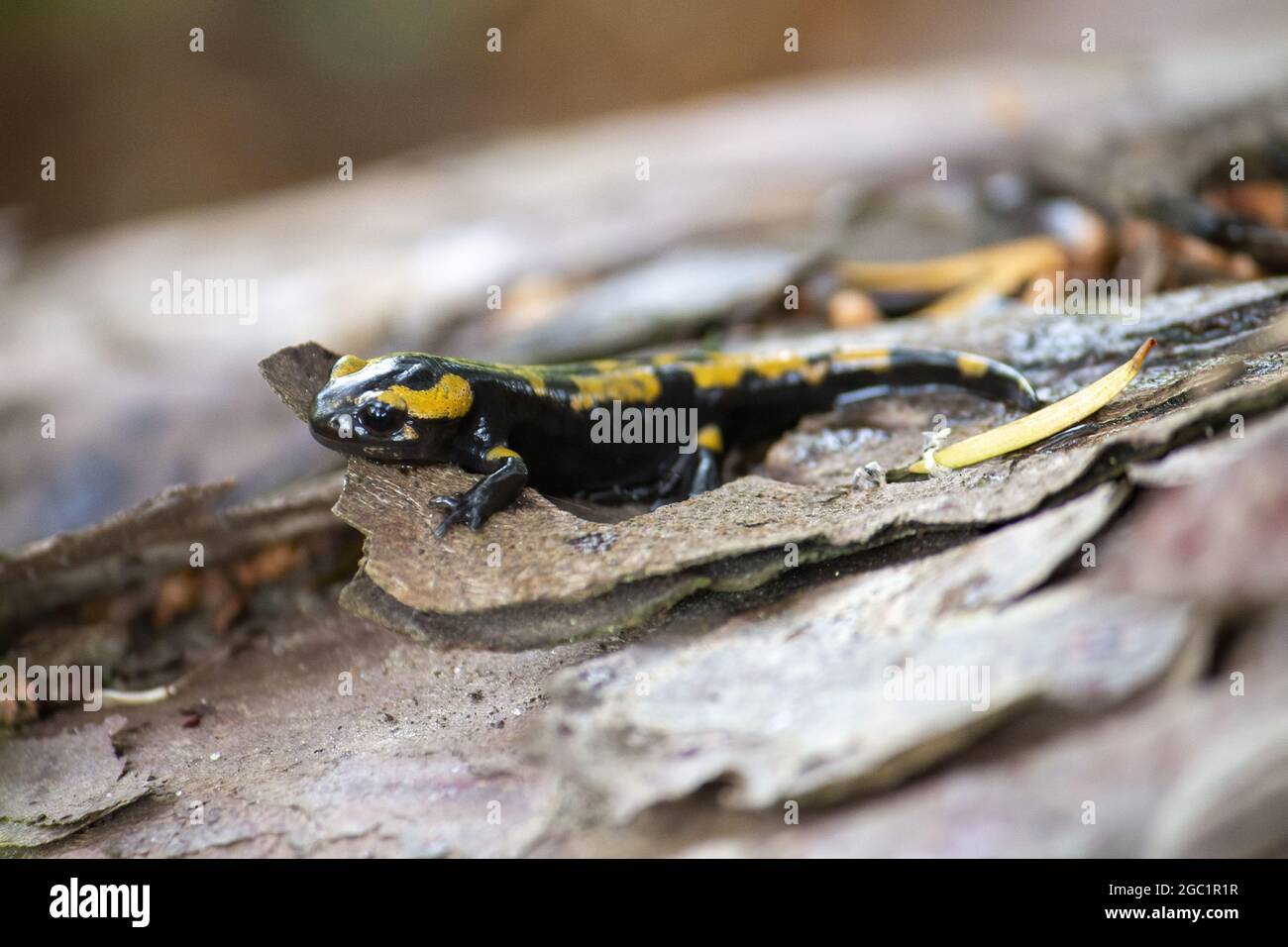 Selective focus shot of an exotic lizard with black and yellow skin ...