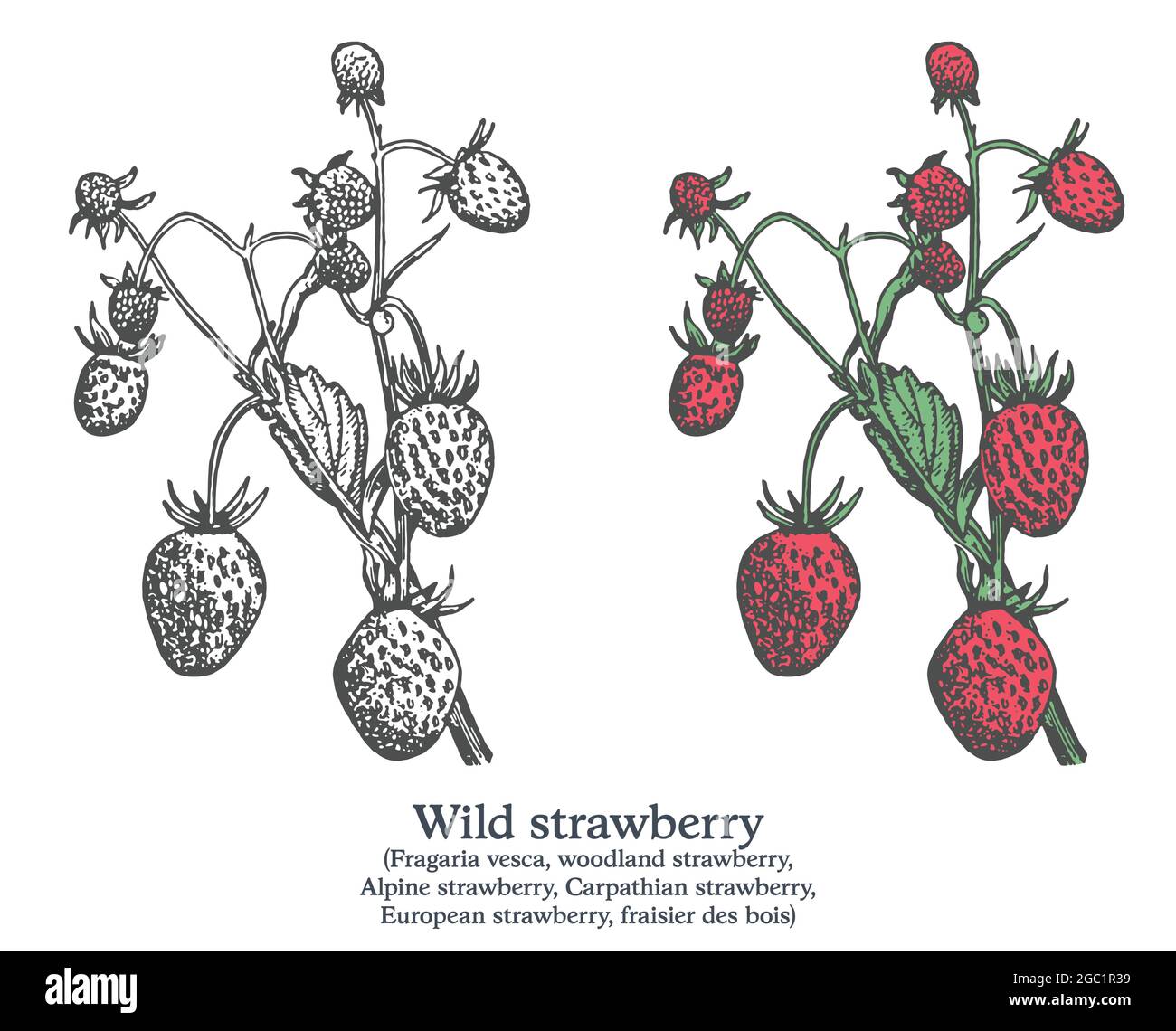 Wild strawberry. Colorful vector hand drawn plant. Vintage medicinal ...
