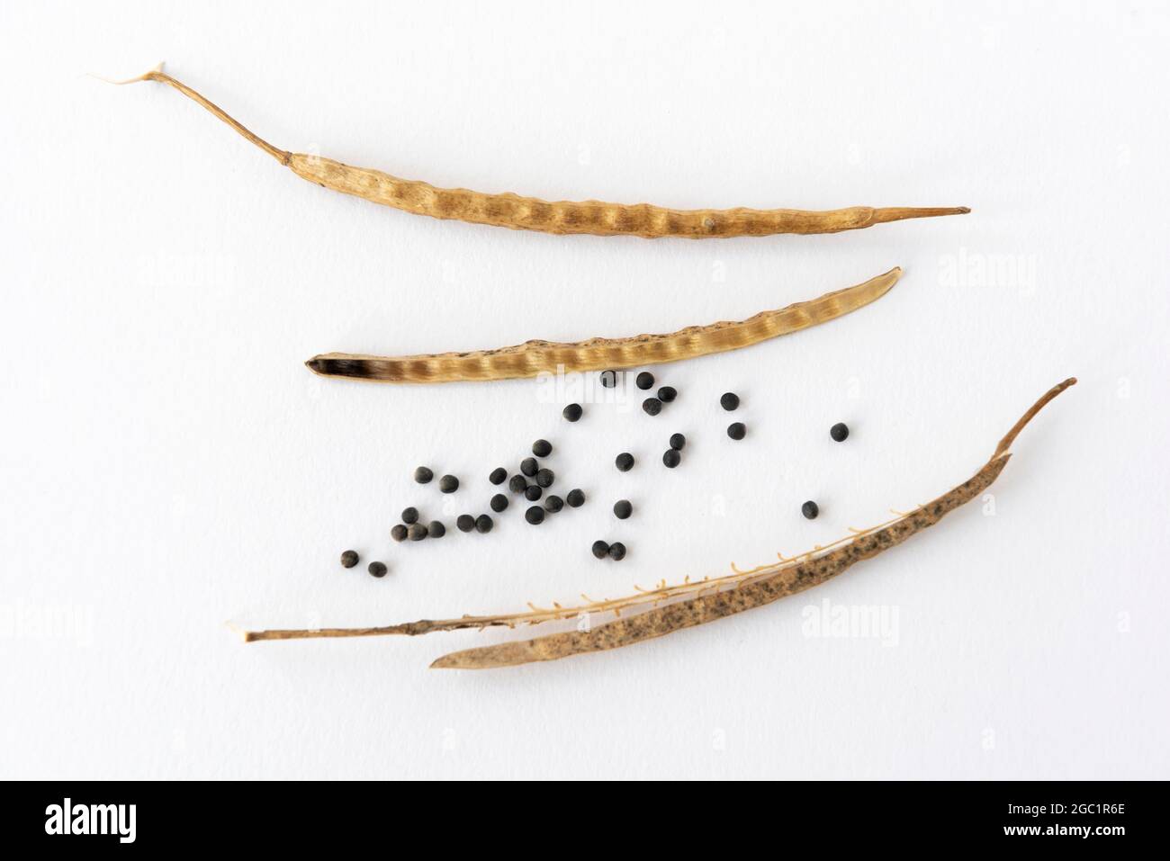 Rapeseed pods on a white background with seeds Stock Photo - Alamy