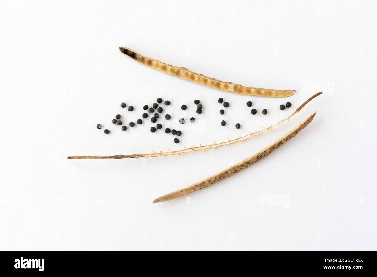 Rapeseed pods on a white background with seeds Stock Photo - Alamy