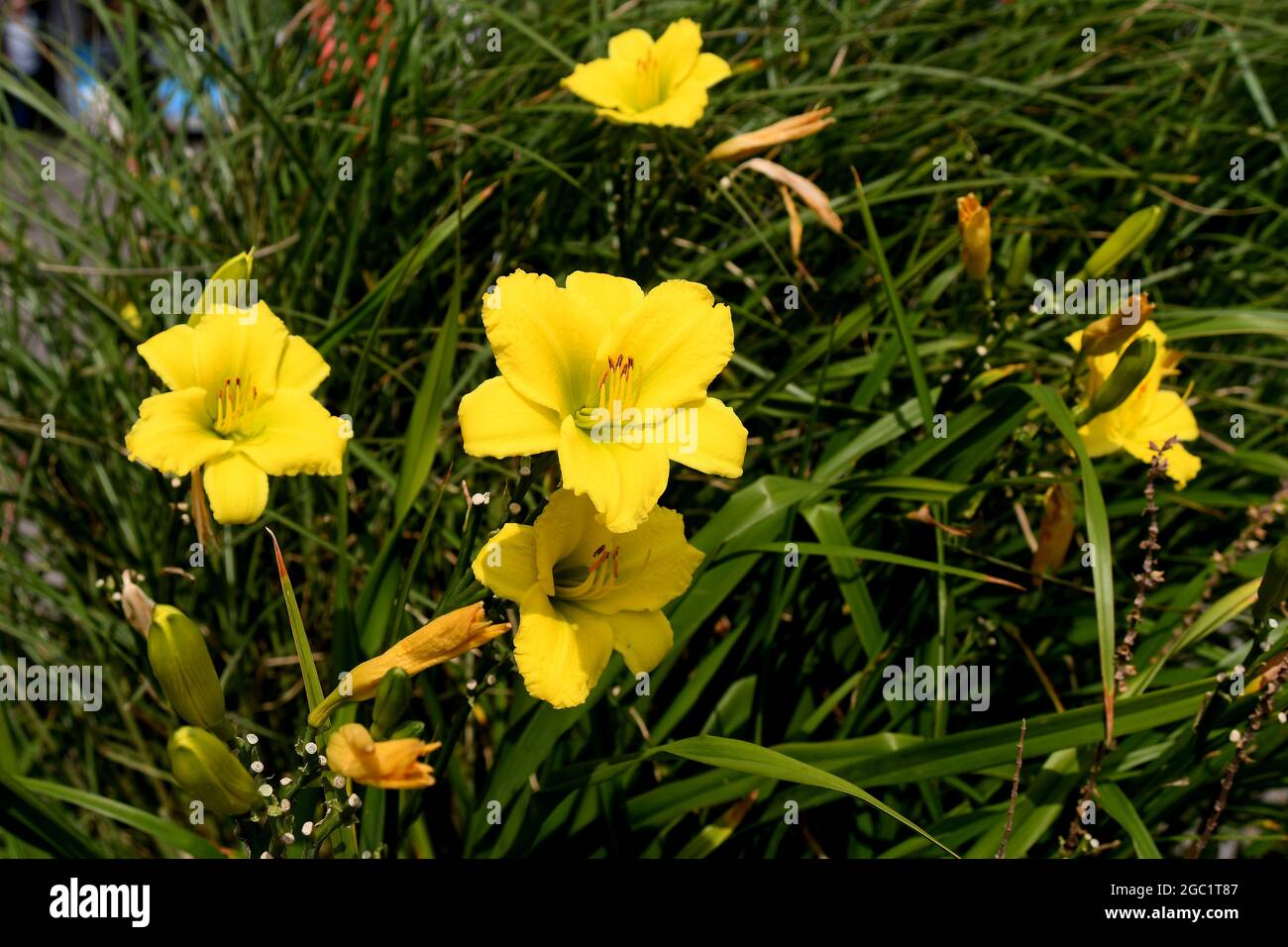 Copenhagen, Denmark. 06 August 2021, Hibiscus flowers and plants on ...