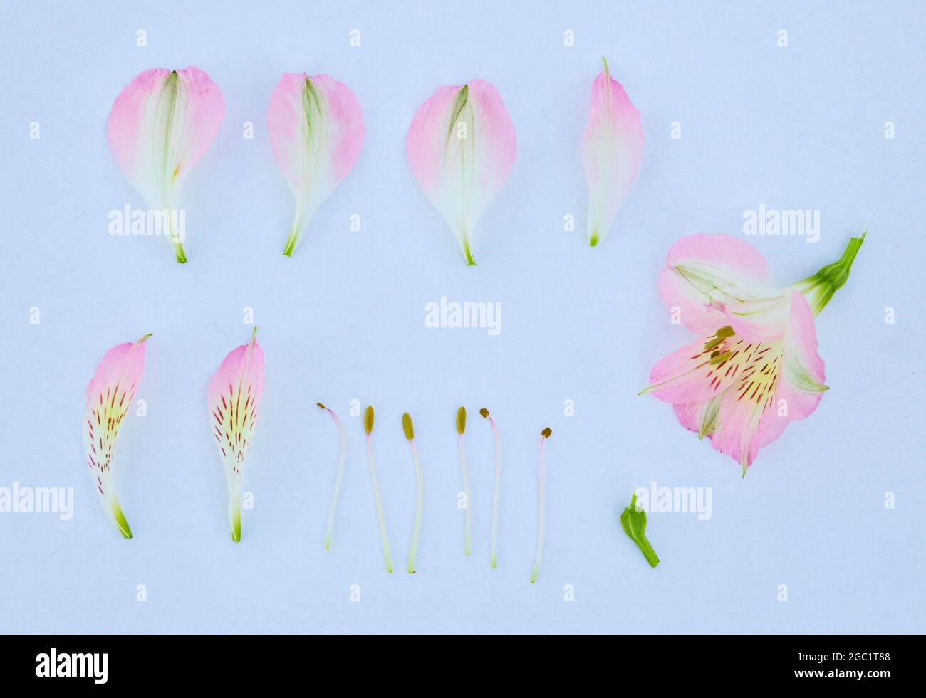 Deconstructed Parts Texture of Pink Fower Stock Photo - Alamy