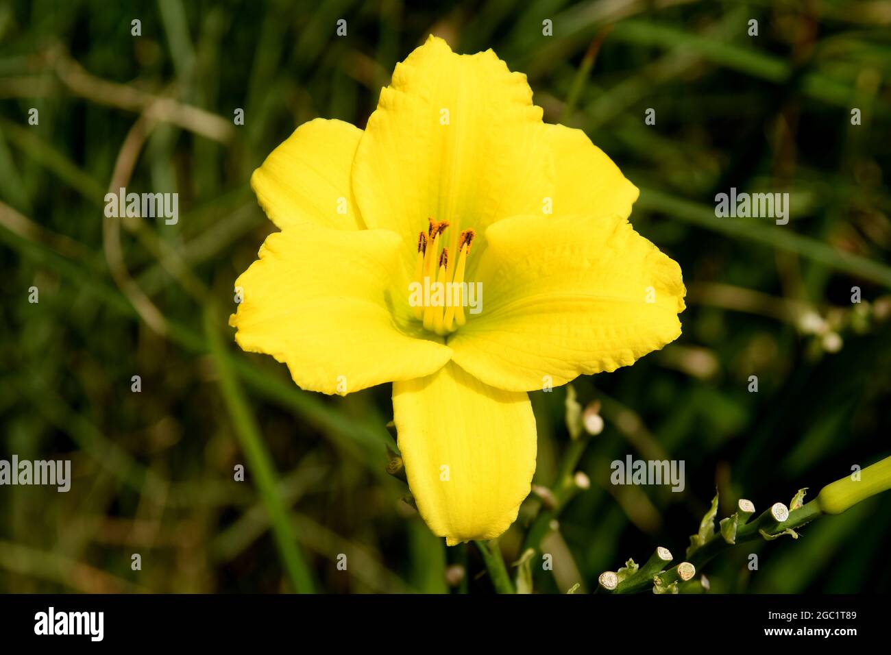 Copenhagen, Denmark. 06 August 2021, Hibiscus flowers and plants on ...