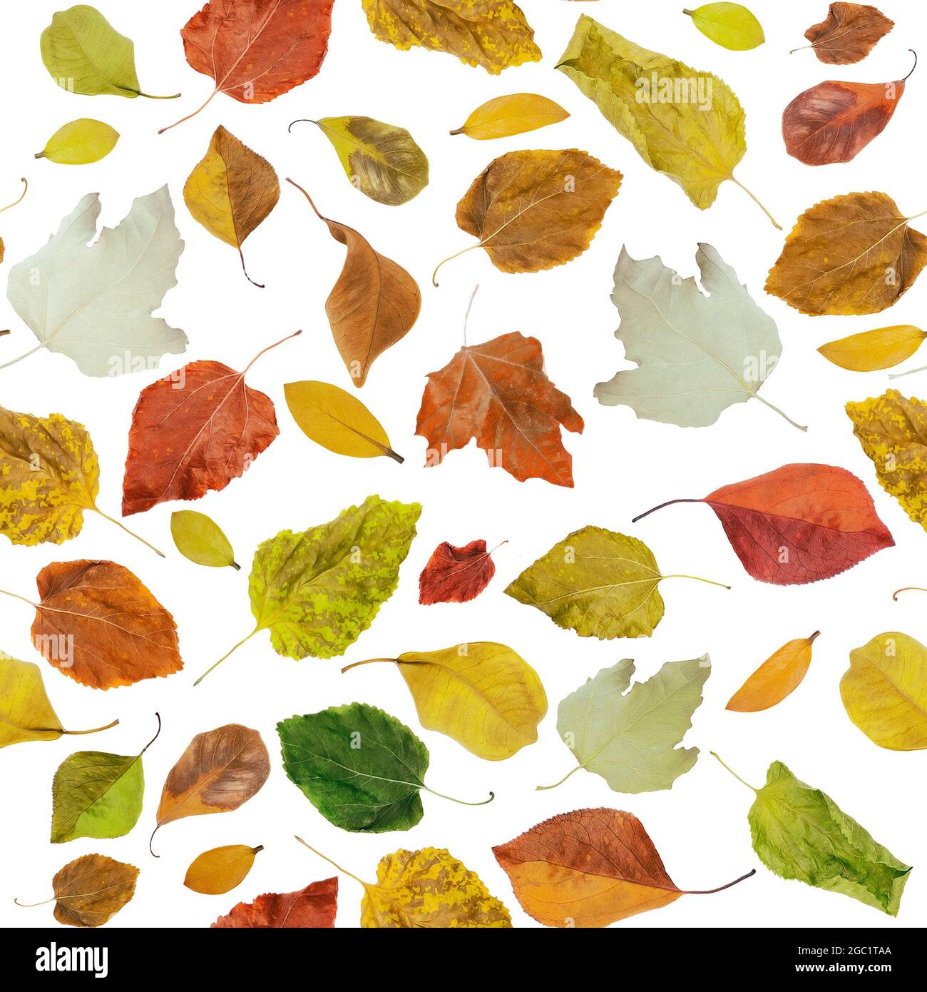 Fallen dry leaves of different shapes and colors isolated on a white ...