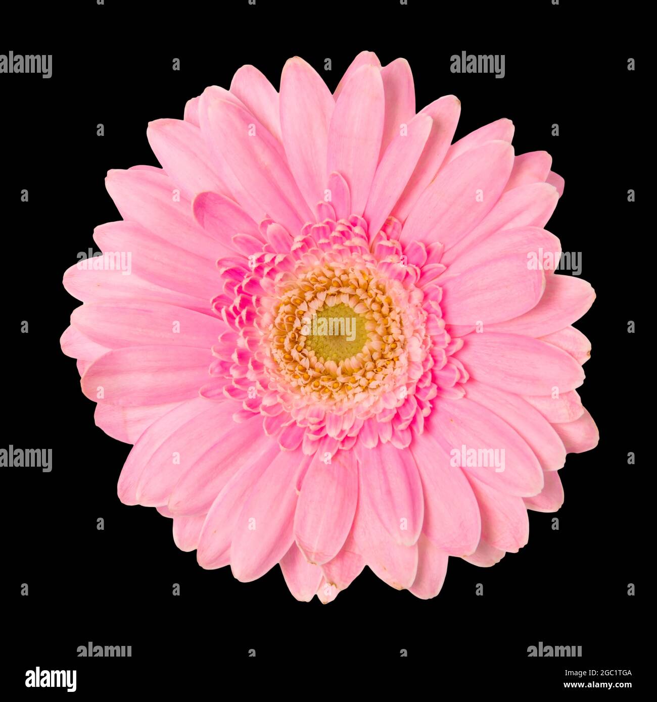 Pink Flower isolated on solid background Stock Photo - Alamy